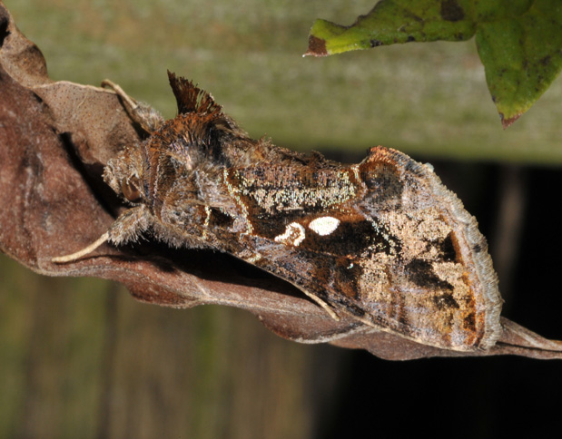 Purdue Extension 4-H/FFA Career Development Event (CDE) | FFA | Purdue ...