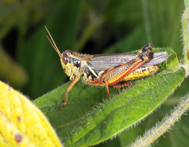 Purdue Extension 4-H/FFA Career Development Event (CDE) | FFA | Purdue ...