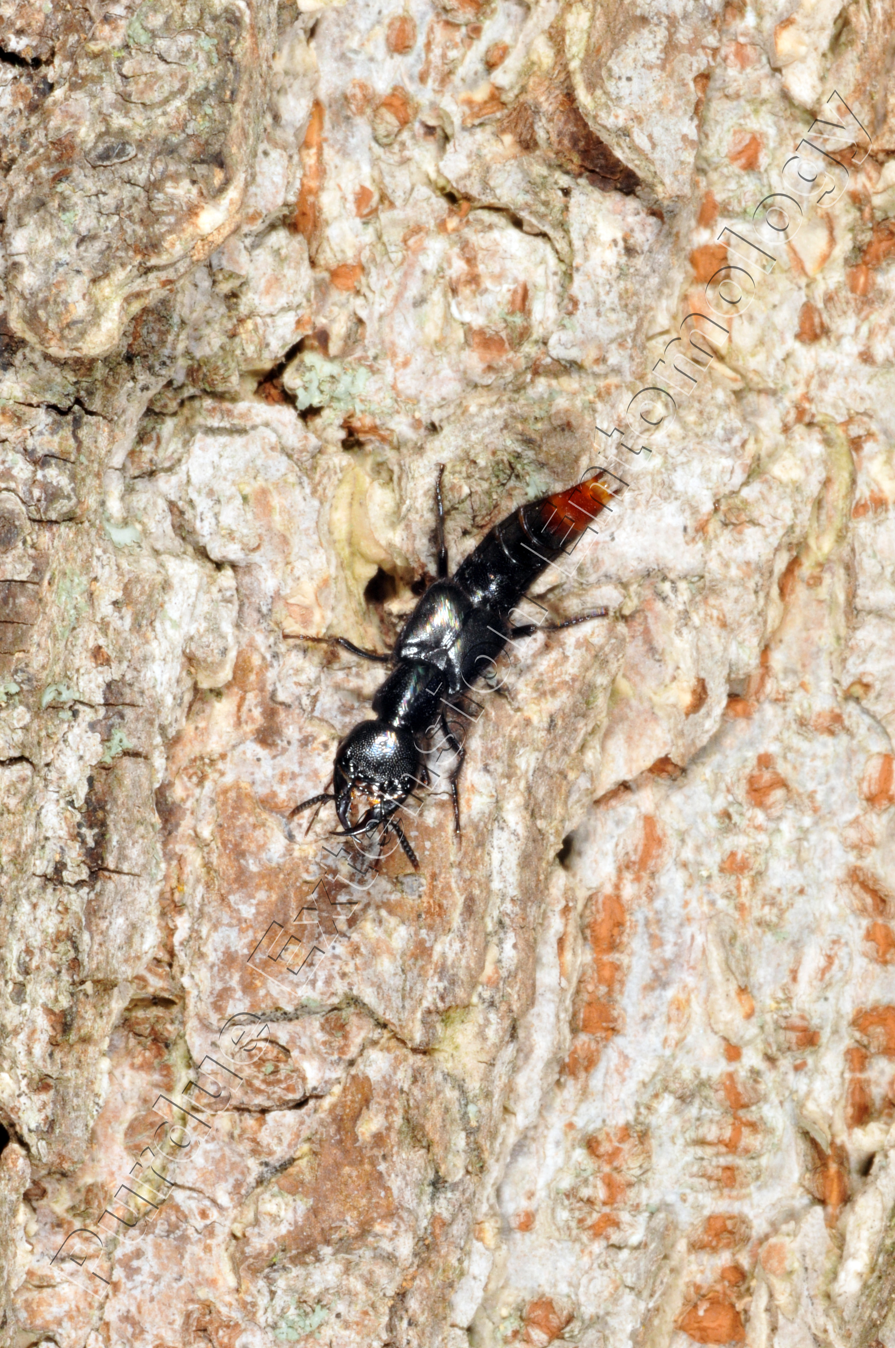 Purdue Extension 4-H/FFA Career Development Event (CDE) | FFA | Purdue ...