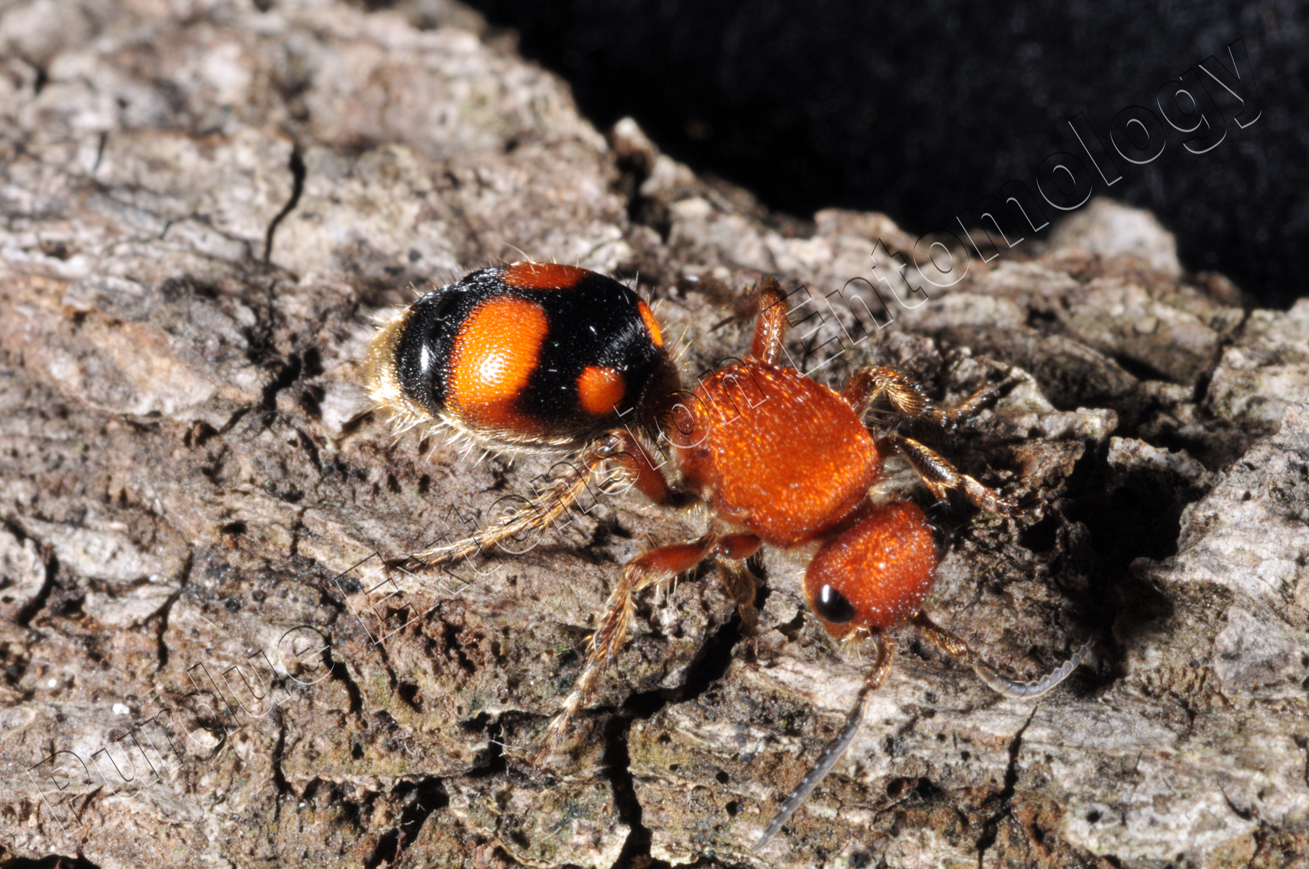 Purdue Extension 4-H/FFA Career Development Event (CDE) | FFA | Purdue ...