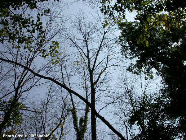 EAB - Identification