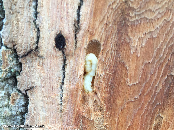 EAB - Identification