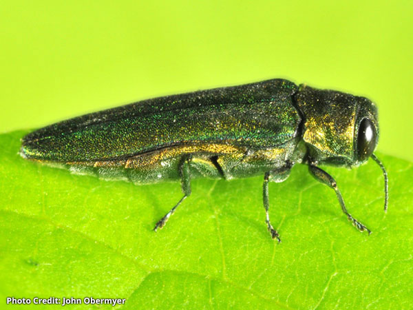 EAB - Identification